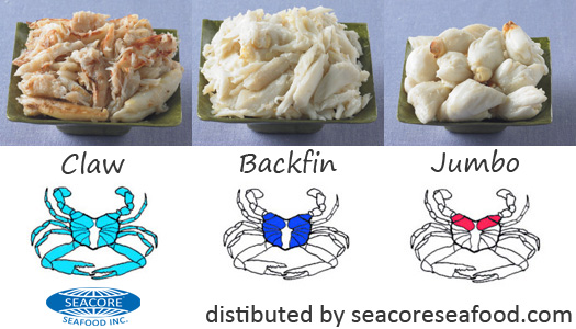 Blue Crab | Swimming Crab